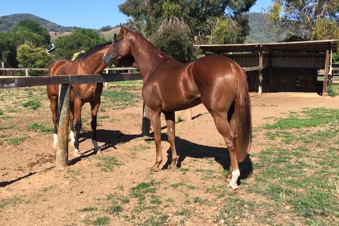 Horse Training Facilities - Cameron Crockett Racing