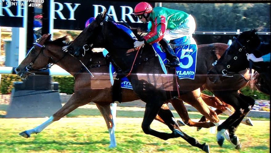 Australian Horse Trainer - Kim Waugh Racing Stables