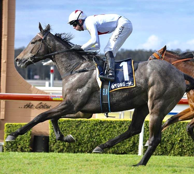 Australian Horse Trainer - Kim Waugh Racing Stables