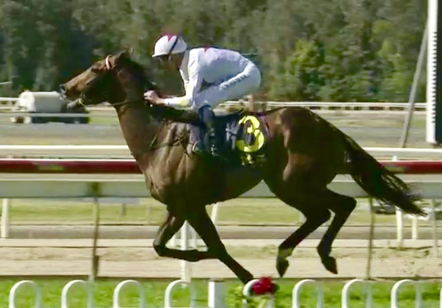 Australian Horse Trainer - Kim Waugh Racing Stables