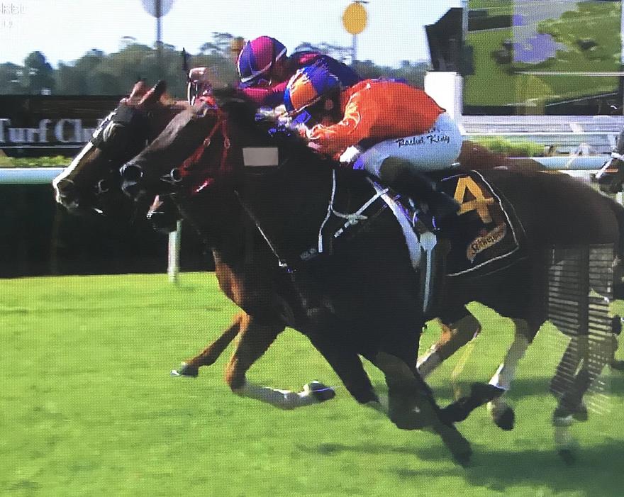 Australian Horse Trainer - Kim Waugh Racing Stables