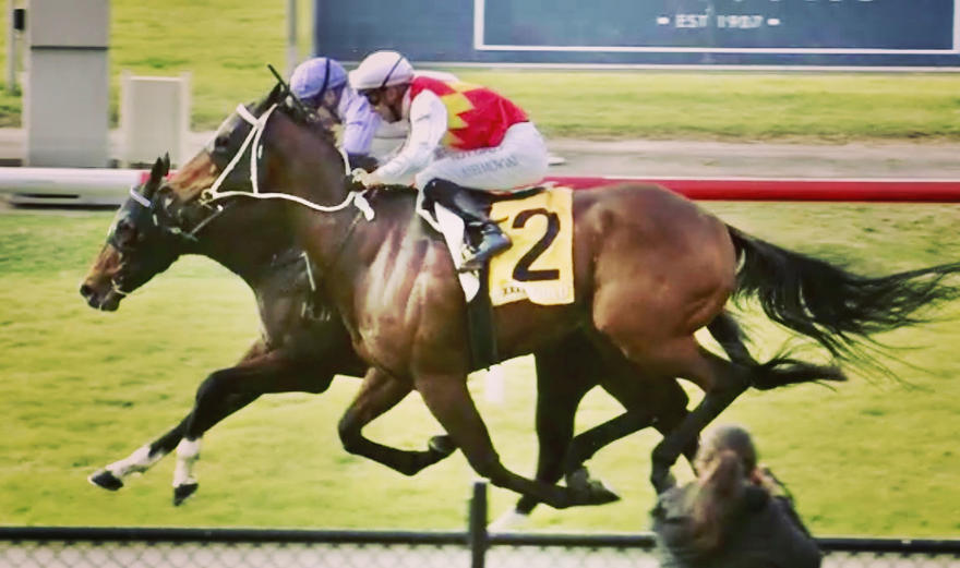 Australian Horse Trainer - Kim Waugh Racing Stables