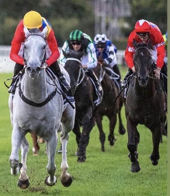 Australian Horse Trainer - Kim Waugh Racing Stables