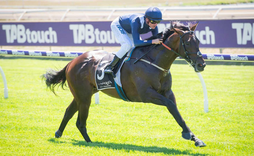 Australian Horse Trainer | Trevor Andrews | Western Austalia