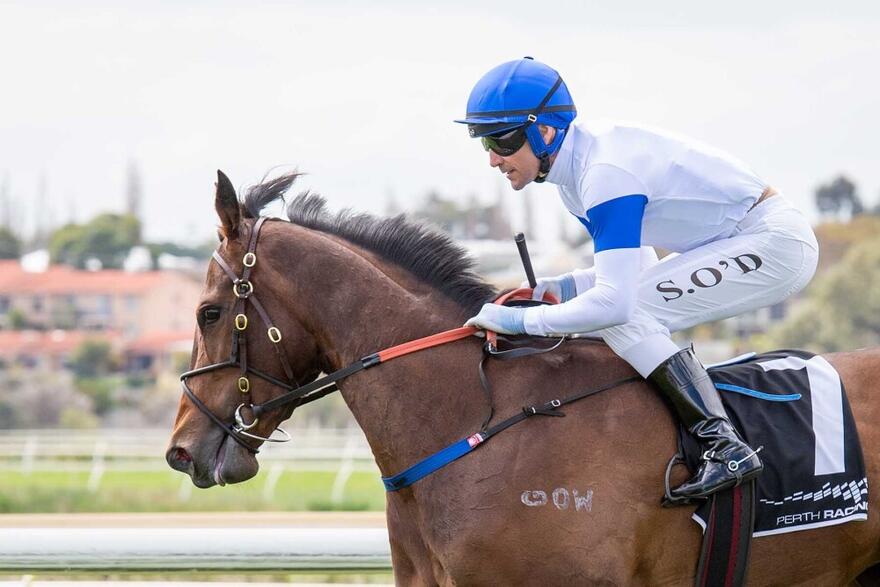 Australian Horse Trainer | Trevor Andrews | Western Austalia