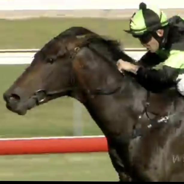 Australian Horse Trainer | John Thompson Racing