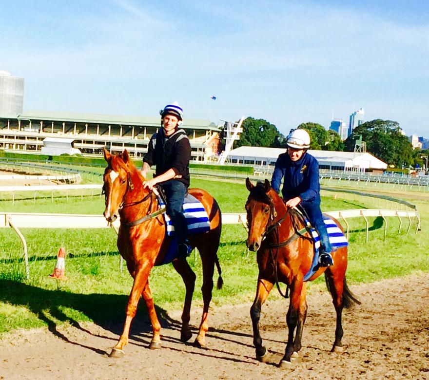 Australian Horse Trainer | John Thompson Racing