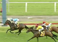 Australian Horse Trainer | John Thompson Racing