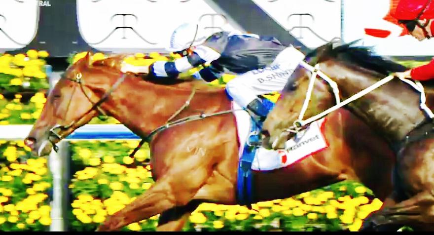 Australian Horse Trainer | John Thompson Racing