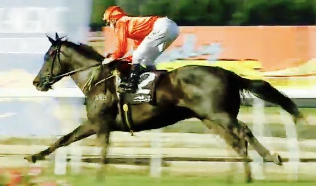 Australian Horse Trainer | John Thompson Racing