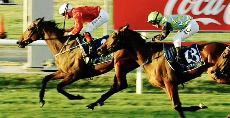 Australian Horse Trainer | John Thompson Racing