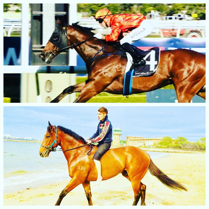Australian Horse Trainer | John Thompson Racing