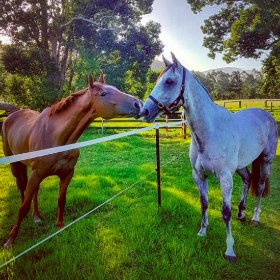 Horse Training Facilities | Sally Taylor Racing