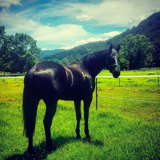 Horse Training Facilities | Sally Taylor Racing