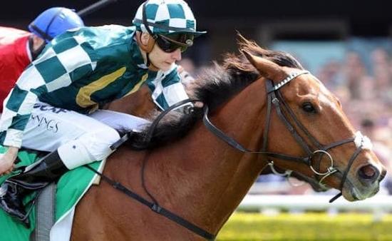 Australian Horse Trainer - David J Smith Racing